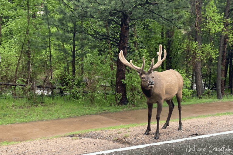 Top 10 Colorado Summer Vacation Bucket List Ideas For Families